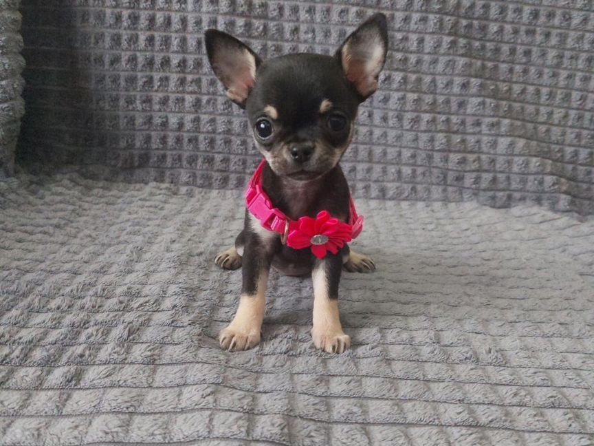 Чихуахуа сладкая девочка Гш