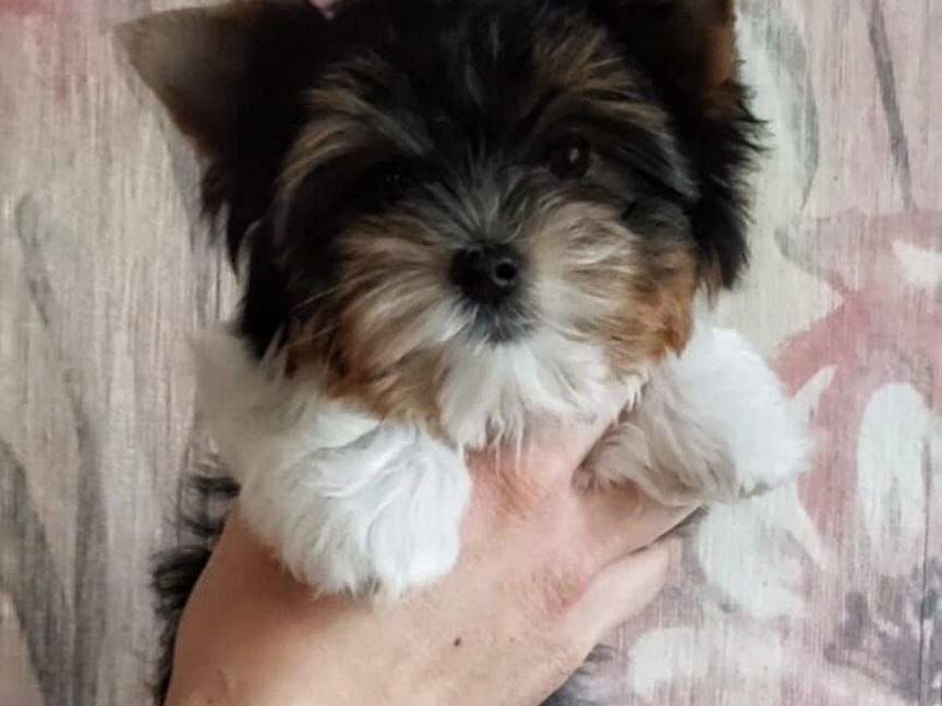 Щенки породы Бивер терьер