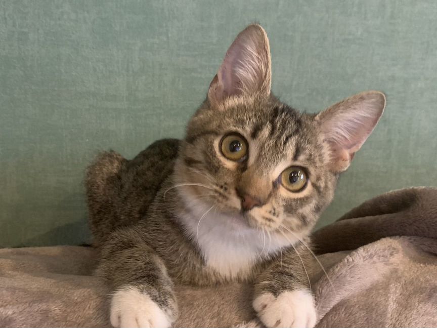 Котенок