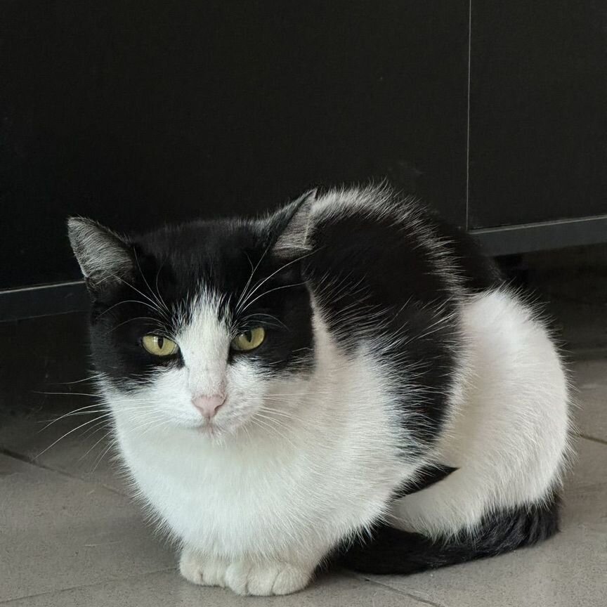 Кошка стерилизованная