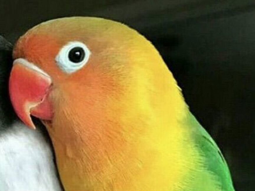 Пара неразлучников