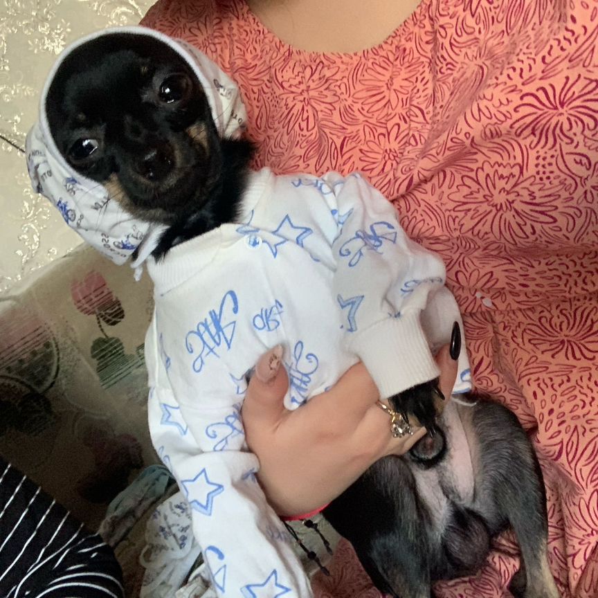 Маленькая собака той-терьер