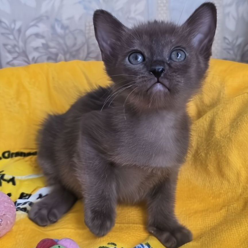 Европейский бурманский котёнок