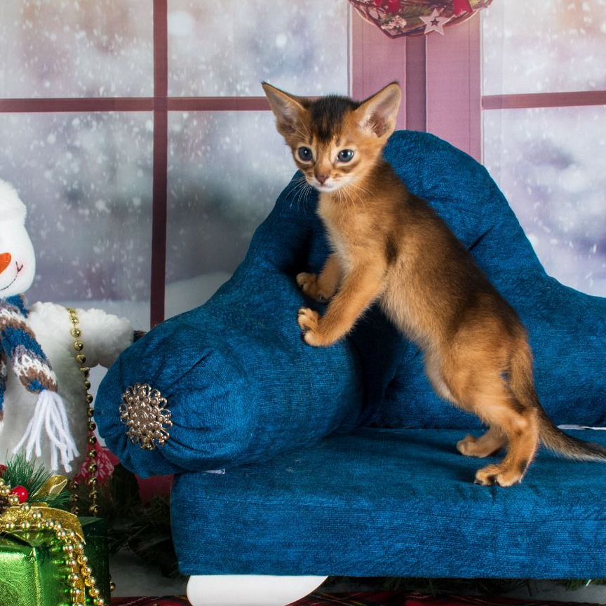 Абиссинский котёнок