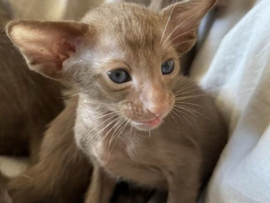 Ориентальные котята