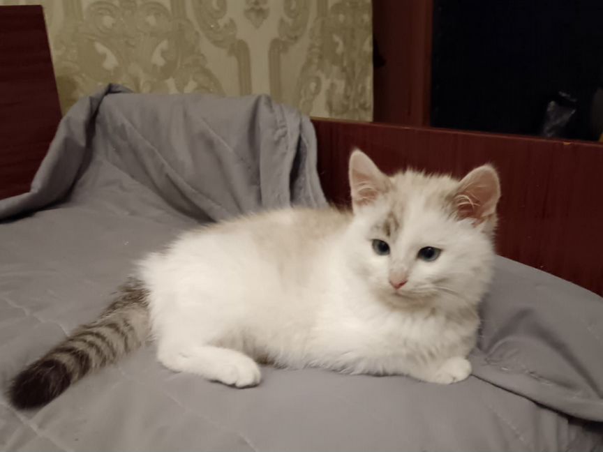 Кошки в добрые руки