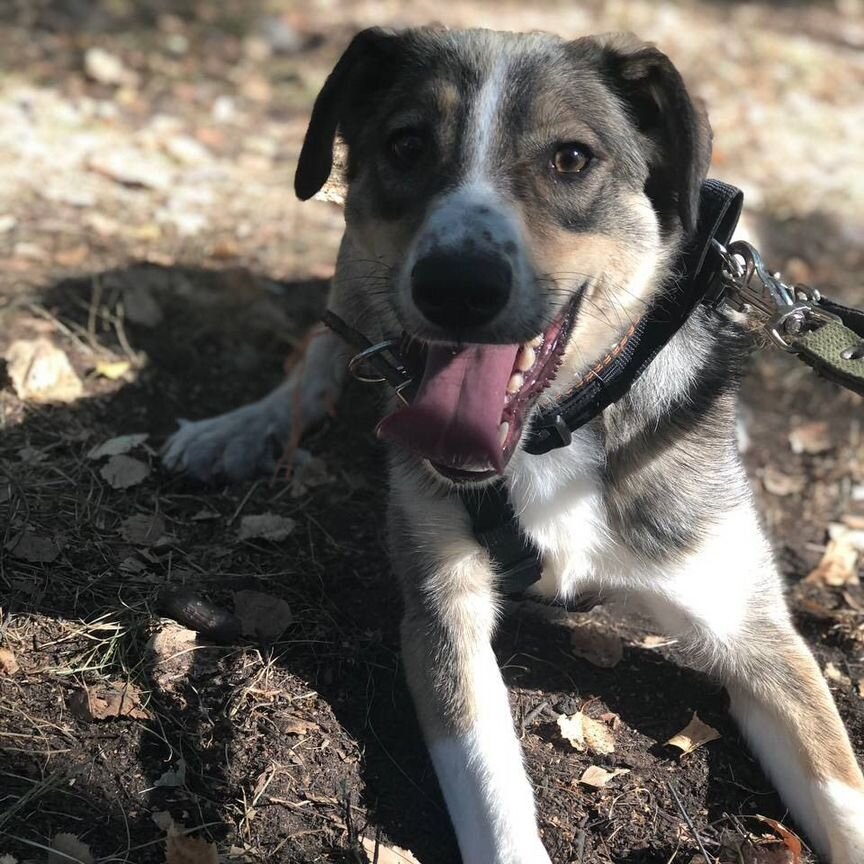 Милая девочка-щенок из приюта