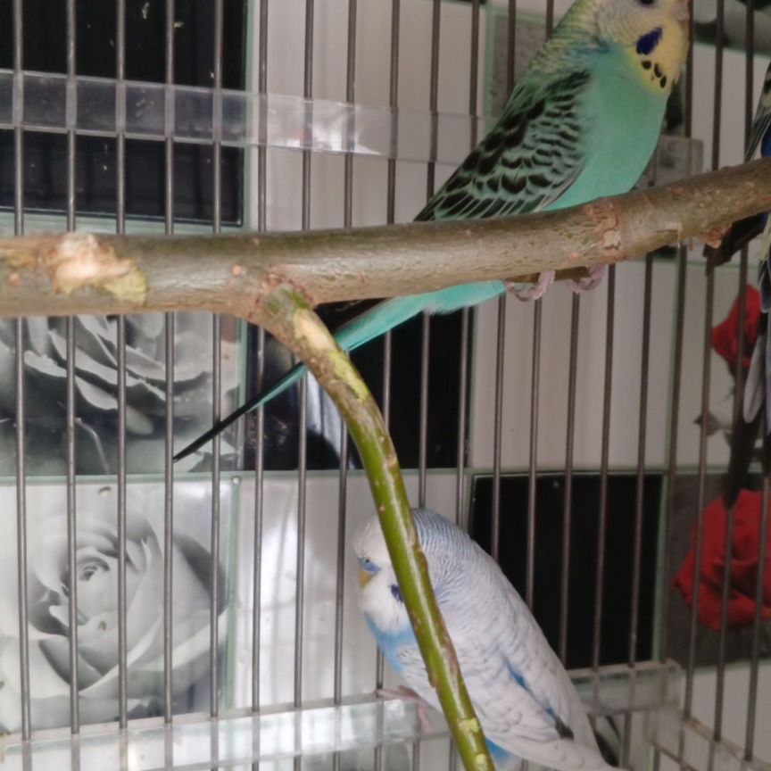 Волнистый попугай Самка