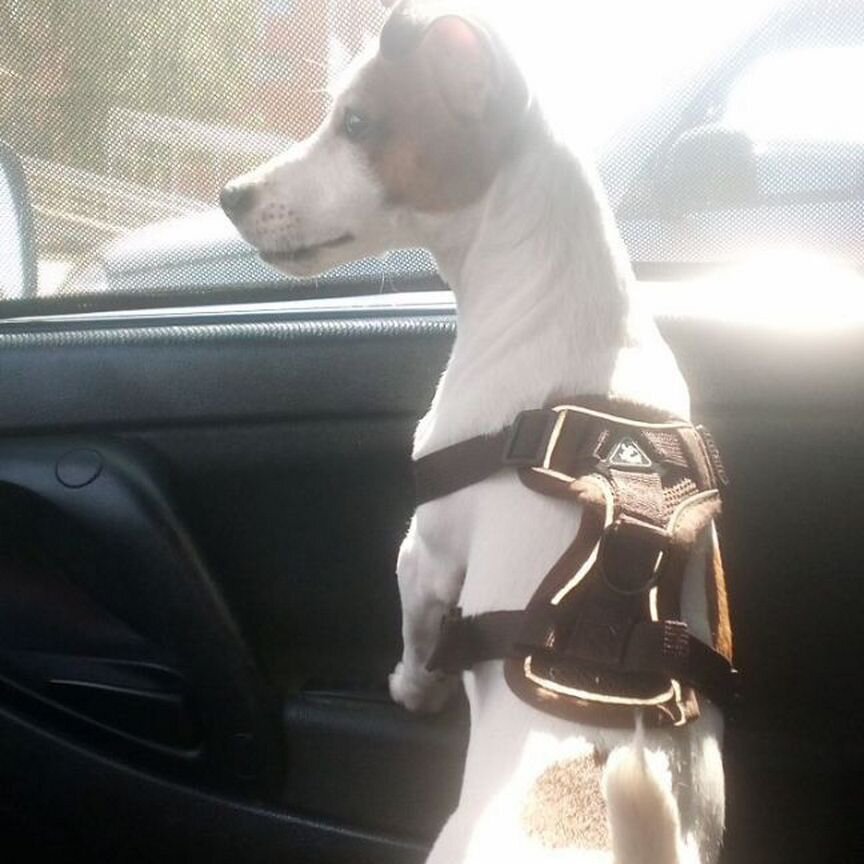 Годовалый кобель Джек рассел