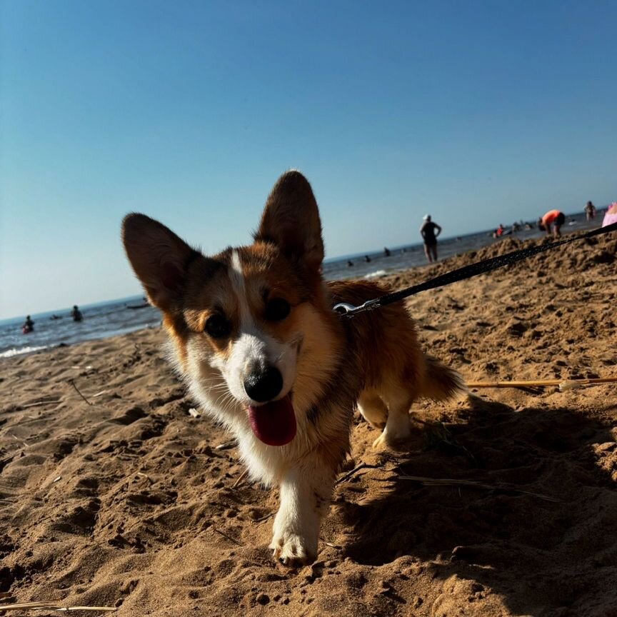 Вязка корги пемброк