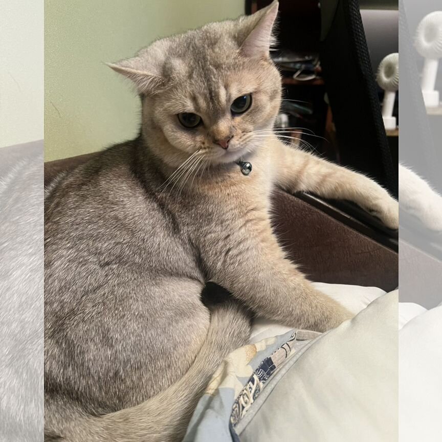 Шотландский прямоухий длинношёрстный котёнок