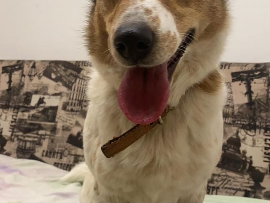 Небольшая собака в добрые руки