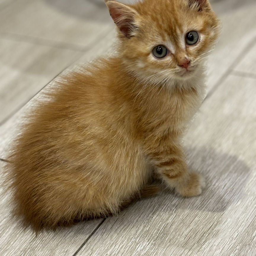 Котенок