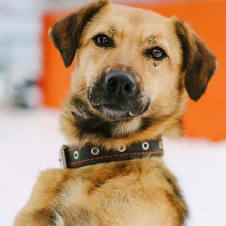 Рейчел ищет дом