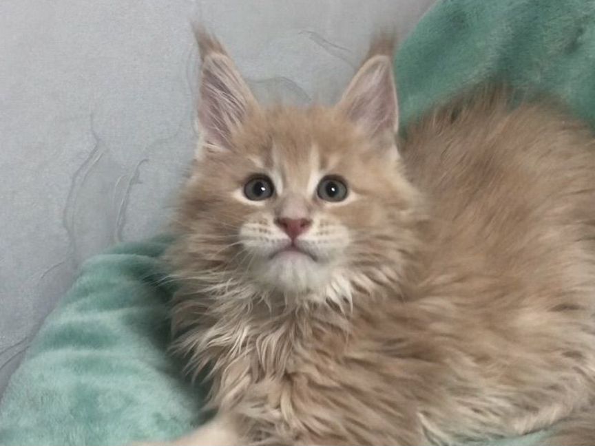 Кремовый мальчик мейн-кун