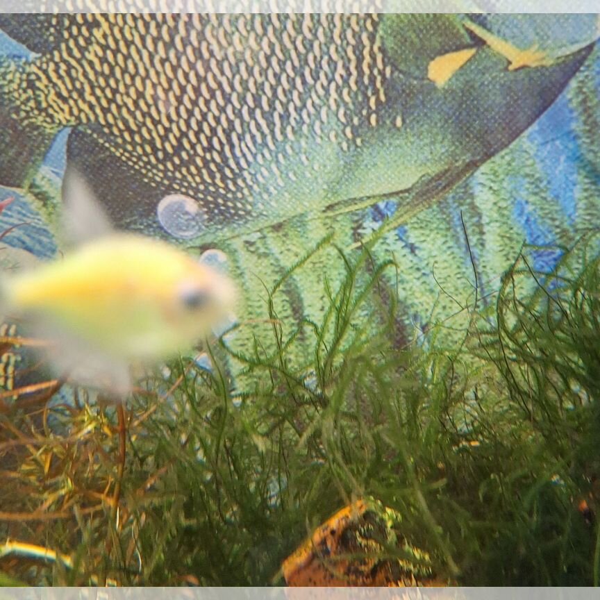 Яванский мох