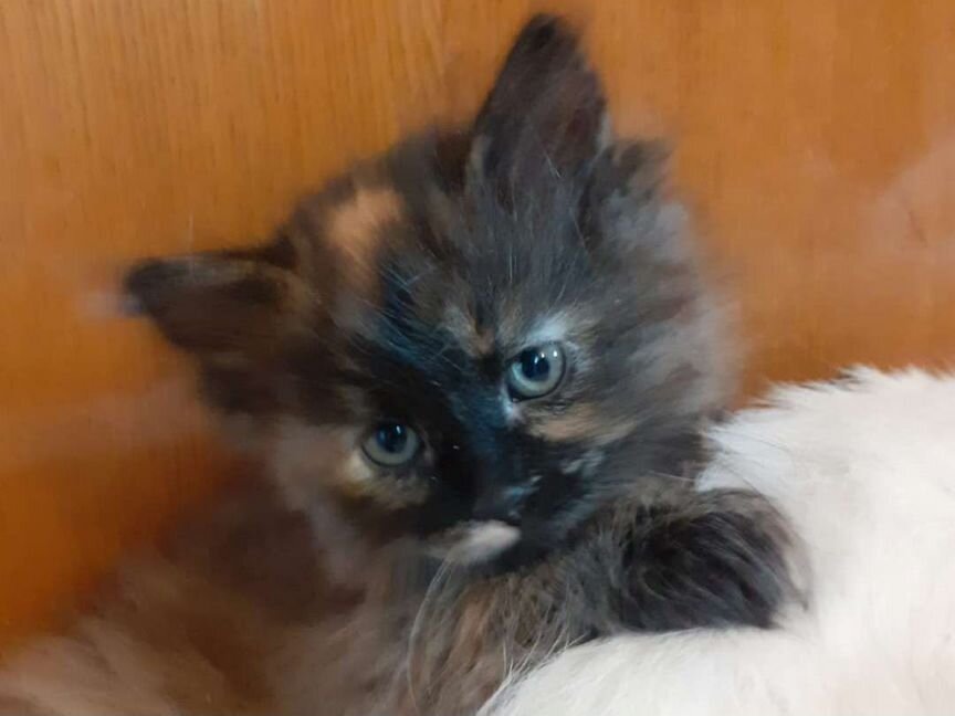 Кошечка "богатка" в добрые руки