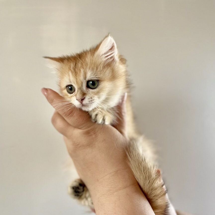 Британский короткошёрстный котёнок