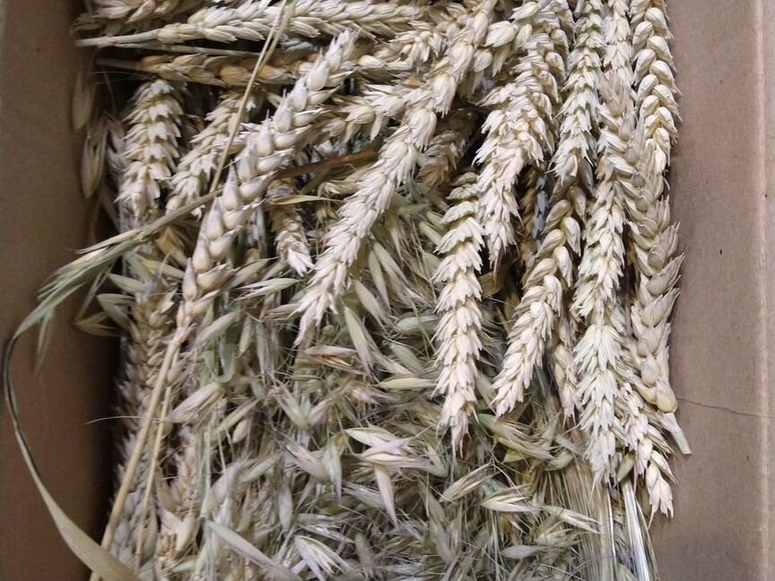 Лакомства для попугаев