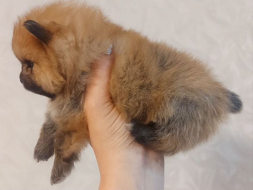 Щенки шпица