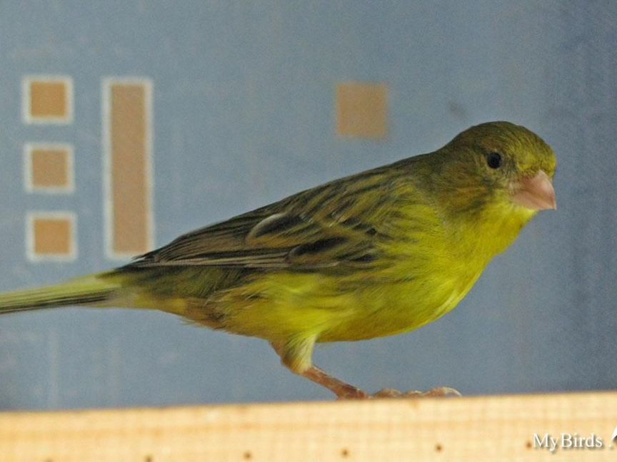 Кенара и канарейки