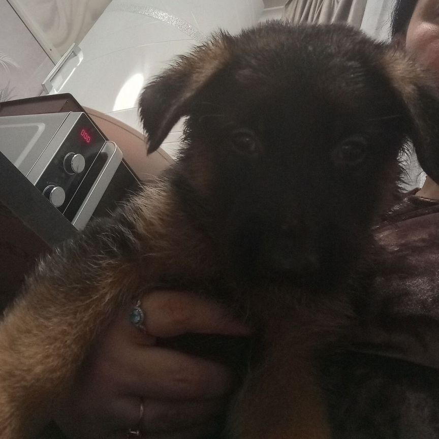 Щенки немецкая овчарка