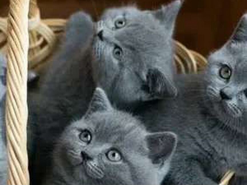 Британские мальчишки