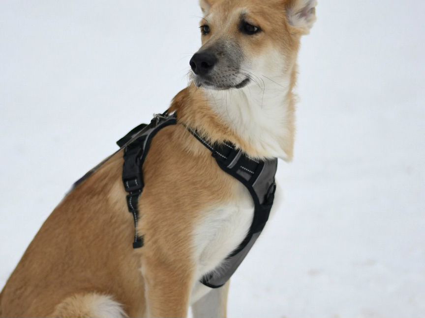 Собака в добрые руки