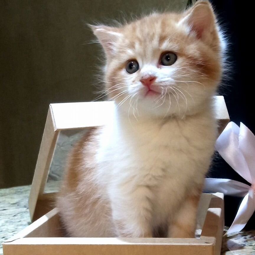 Шотландская