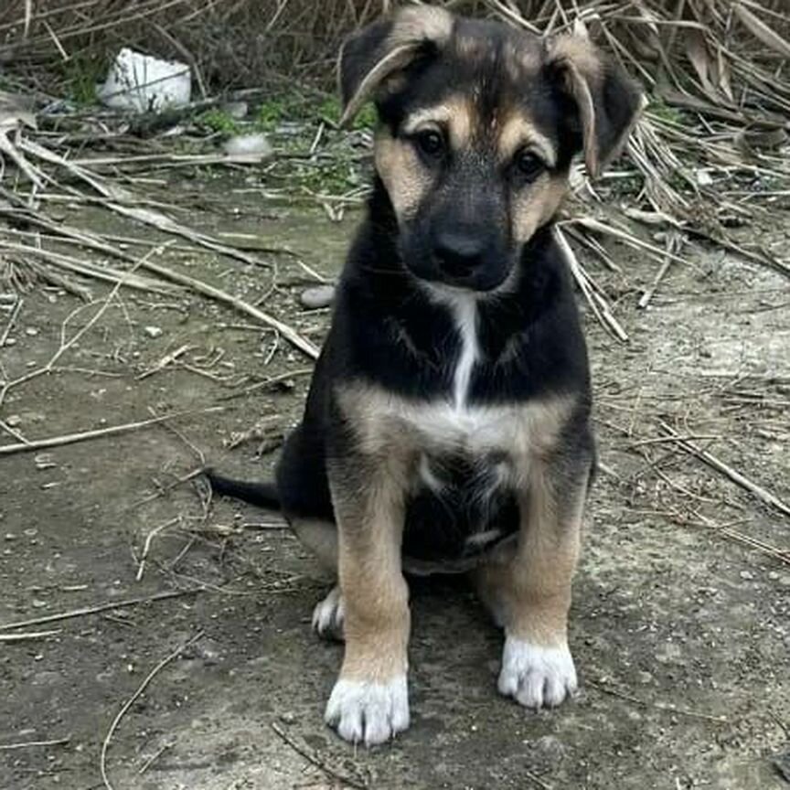 Щенок в добрые руки