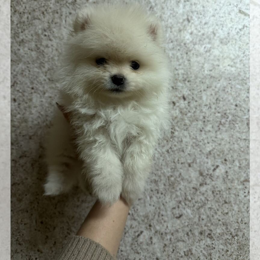 Померанский шпиц, щенок