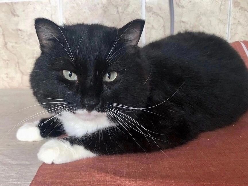 Котик шикарный