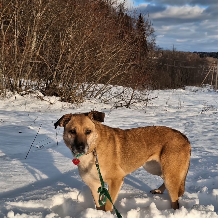 Взрослая собака в добрые руки