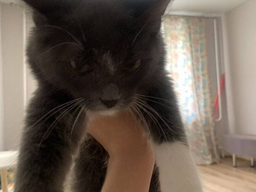 Кот