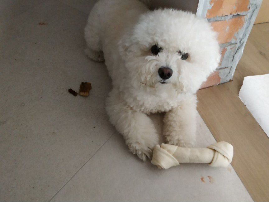 Бишон фризе малыш