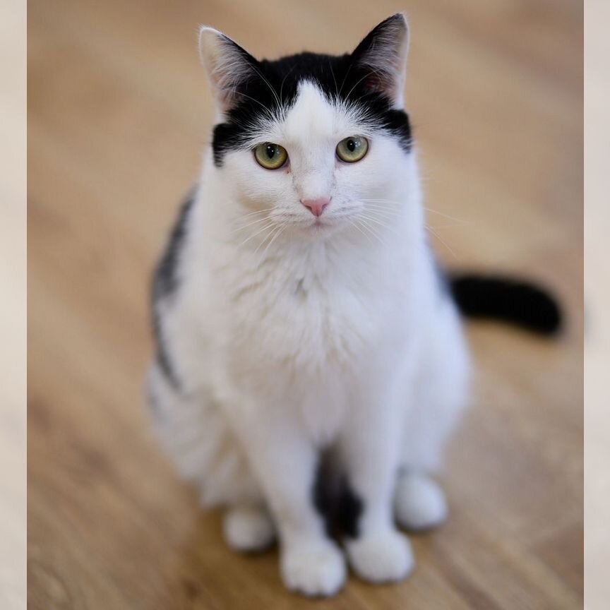 Взрослый кот в добрые руки