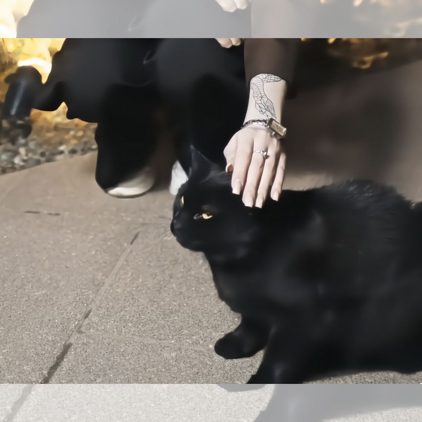 Взрослая, кошка в добрые руки