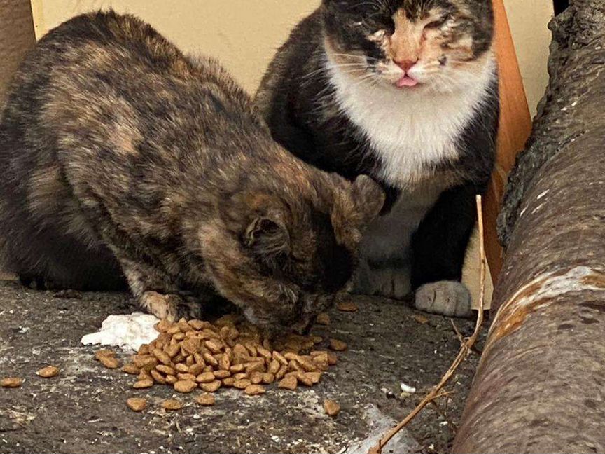 Шесть котят ищут дом или передержку