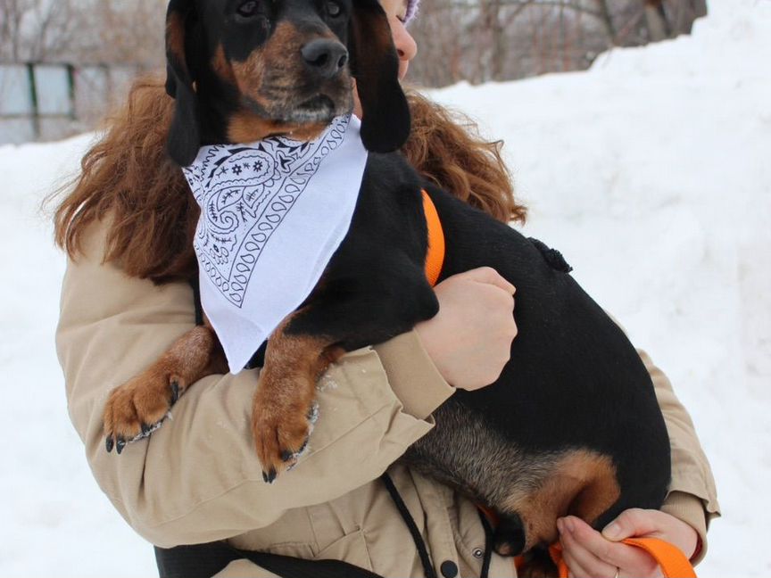 Такса в приюте