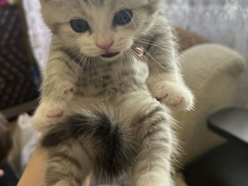 Котята британцы