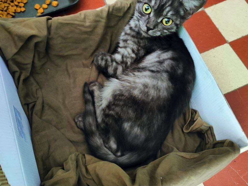 Кот британец в дар