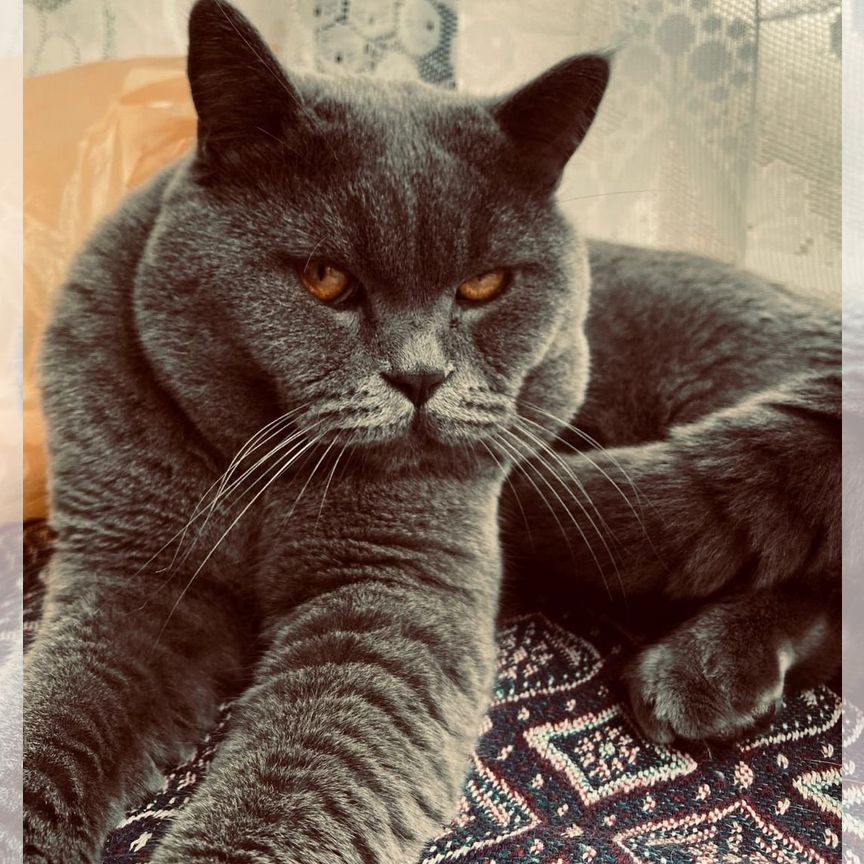 Чистый бретанец кот