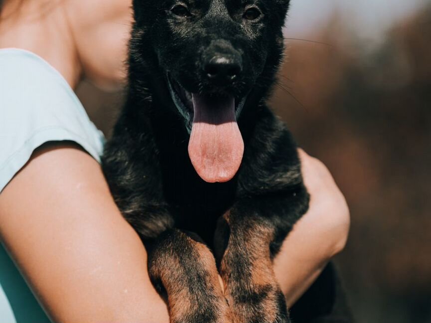 Немецкая овчарка сука 5 мес