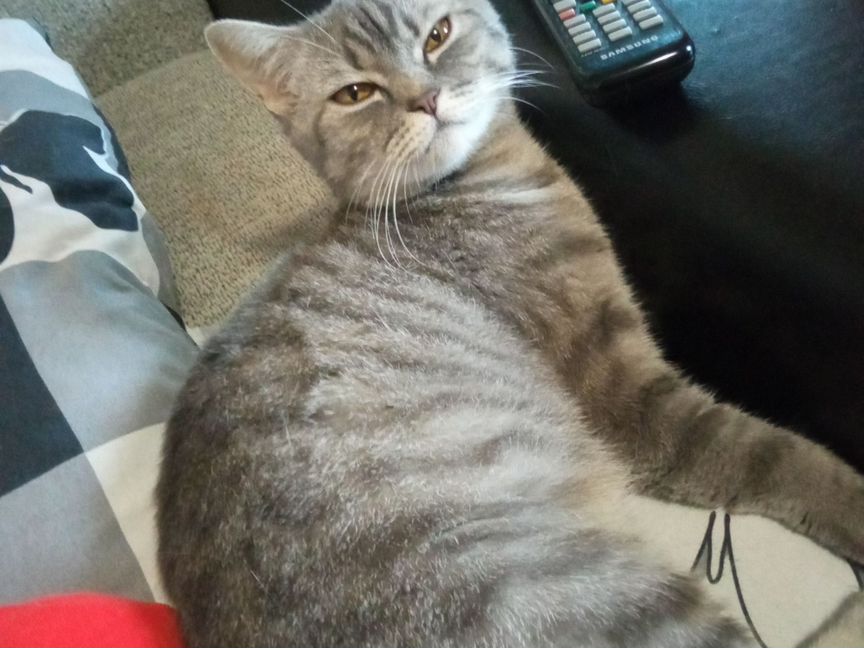 Кошка и кот
