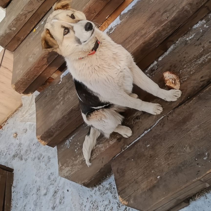 Немецкая овчарка, щенок