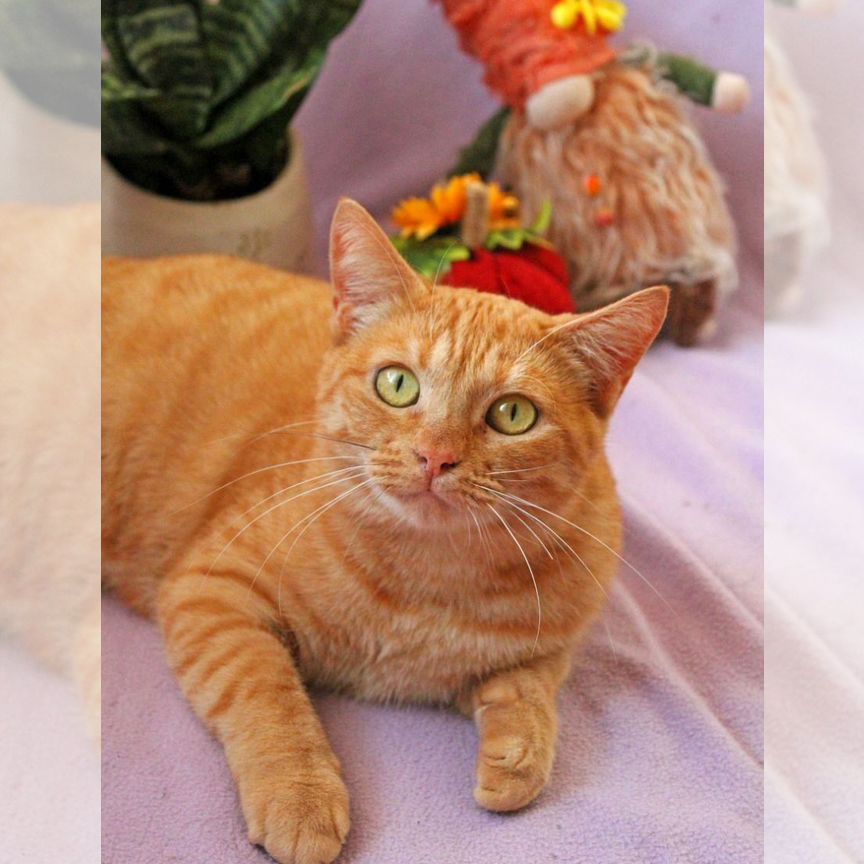 Взрослая кошка в добрые руки