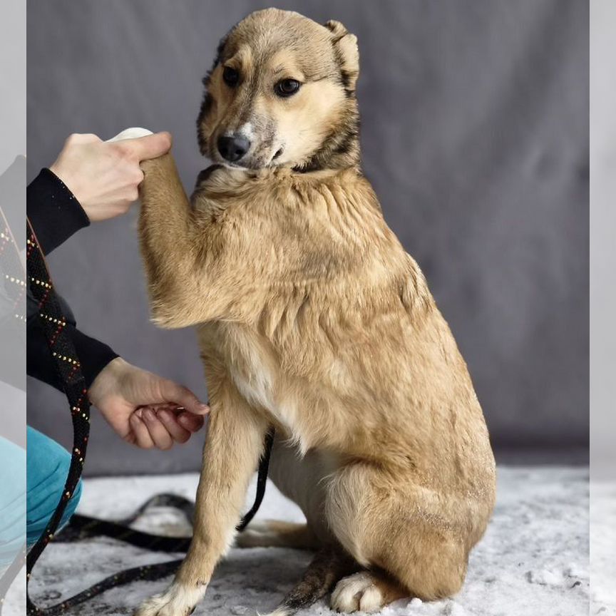 Щенок в добрые руки