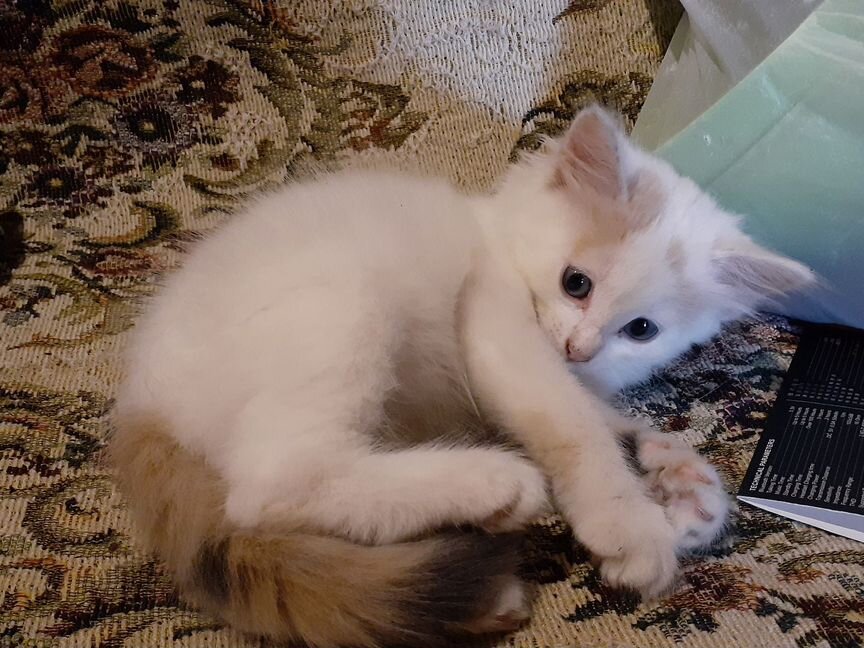Прелестные котята в добрые руки