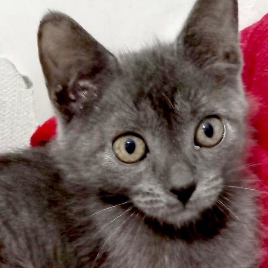 Очаровательная малышка, 2 мес., в добрые руки