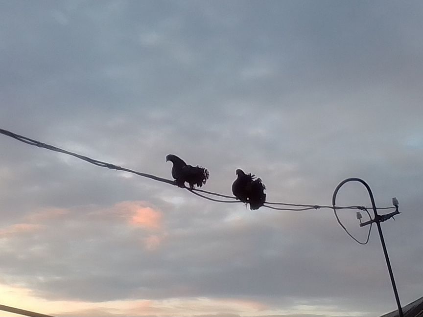 Голуби павлины